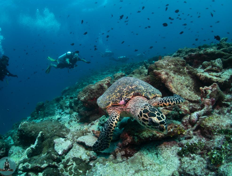 Scuba Finders - MadBlue